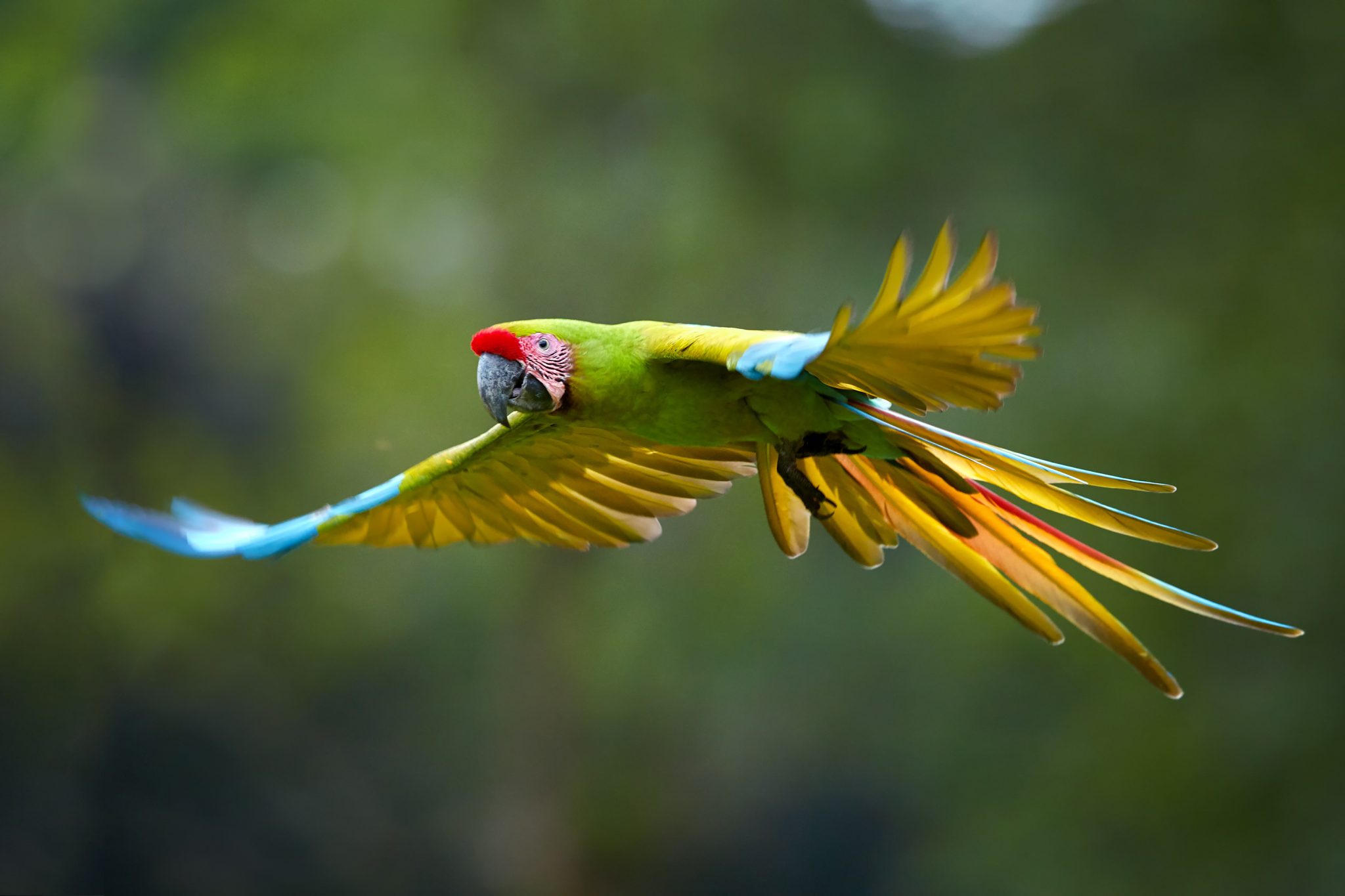 The Recovery of the Critically Endangered Great Green Macaw - Costa ...