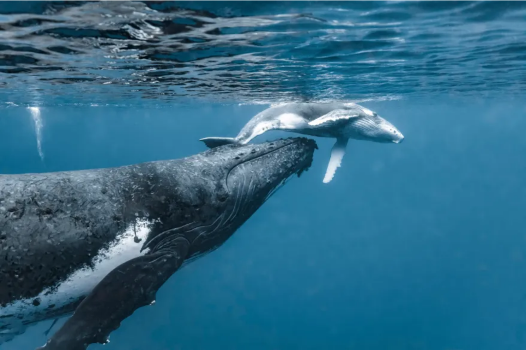 The Longest Humpback Whale Migration in the World - Costa Rican Trails