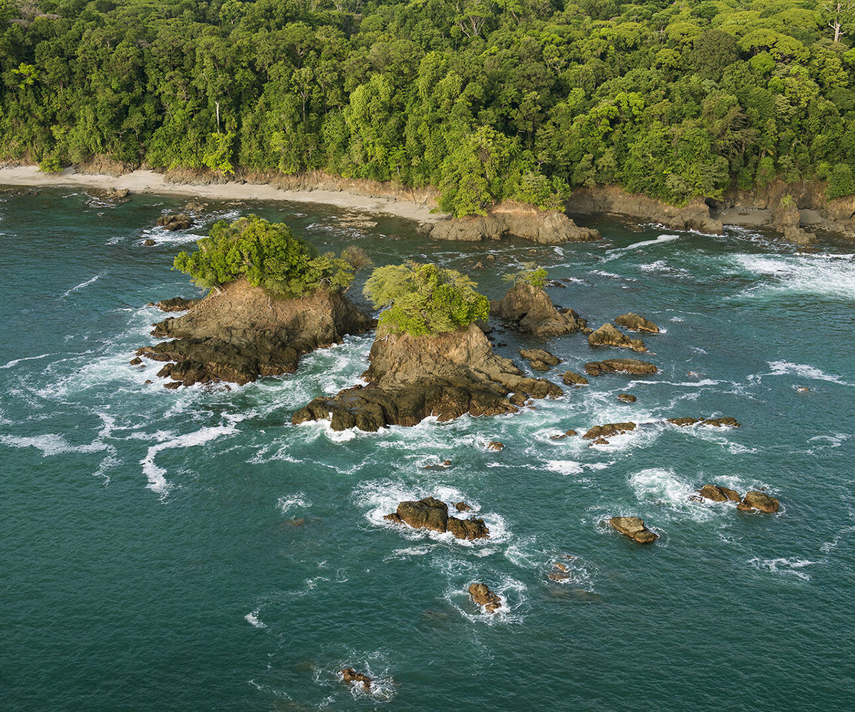 Wildcats of Costa Rica: Jaguars & Pumas - Costa Rican Trails