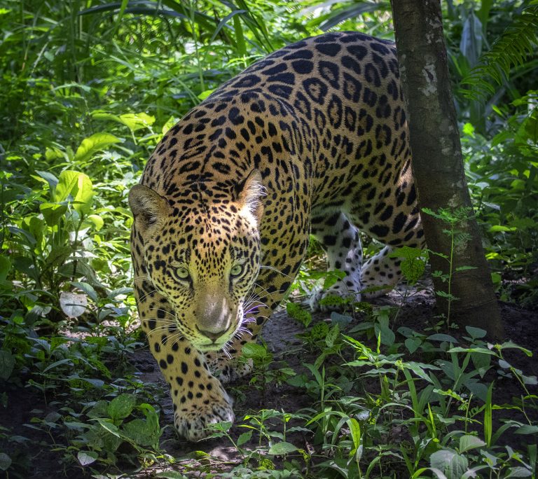 Wildcats of Costa Rica: Jaguars & Pumas - Costa Rican Trails