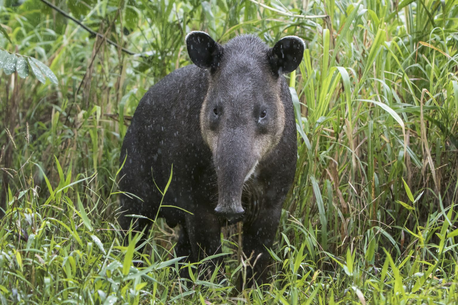 Wildcats of Costa Rica: Jaguars & Pumas - Costa Rican Trails