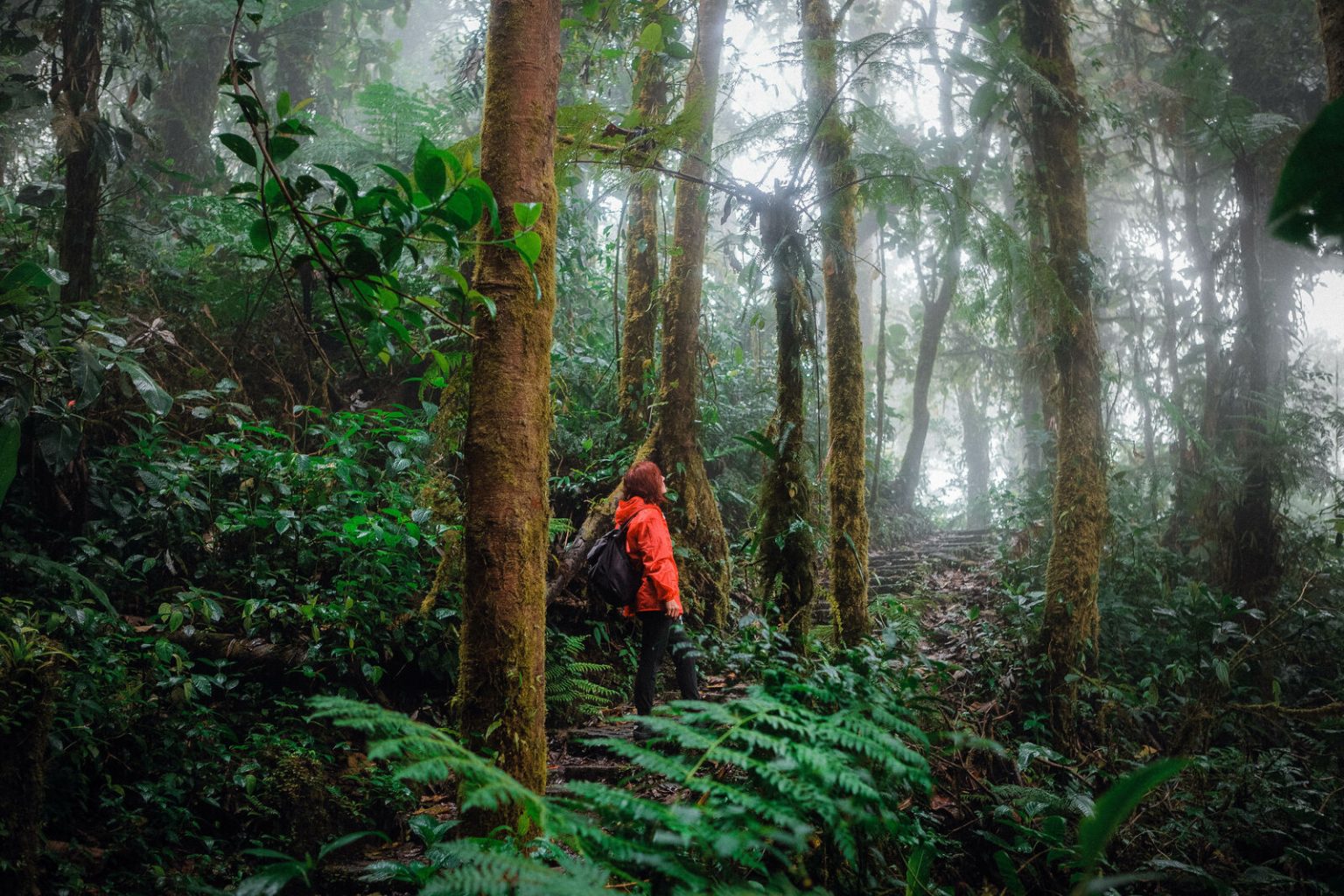 Monteverde: Costa Rica's Cloud Forest Sanctuary - Costa Rican Trails