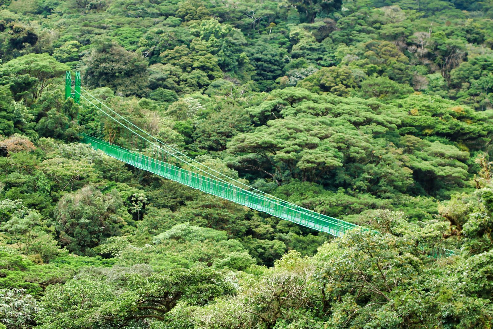 Monteverde: Costa Rica's Cloud Forest Sanctuary - Costa Rican Trails