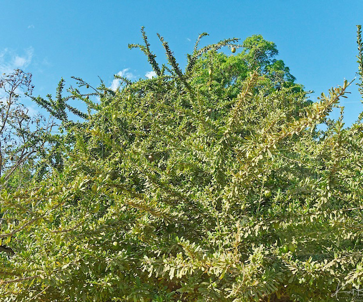 Santa Cruz Traditions Tour: A Deep Dive into Guanacaste’s Culture ...